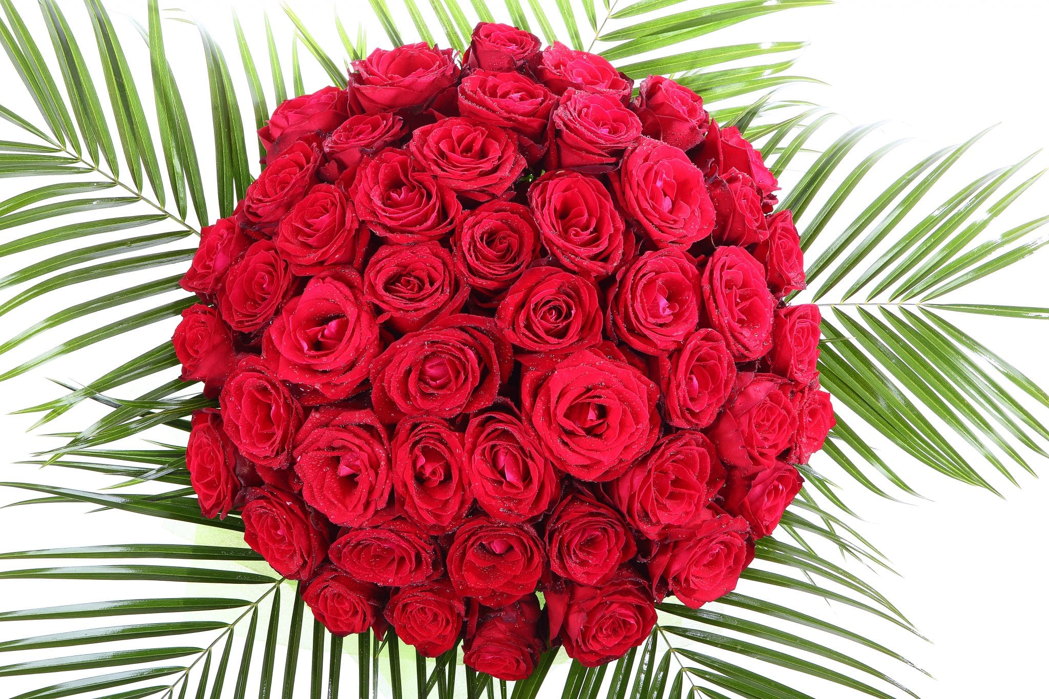 50 Stunning Red Roses • Sidcup Flowers Kim-e-Fleurs